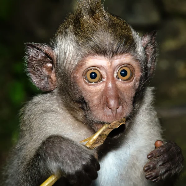 Pictures : funny monkey | Funny monkey with a red lips — Stock Photo ...