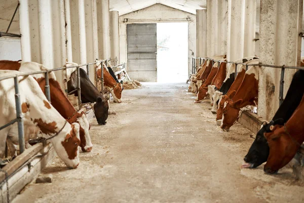 Cow dairy farms Stock Photos, Royalty Free Cow dairy farms Images ...