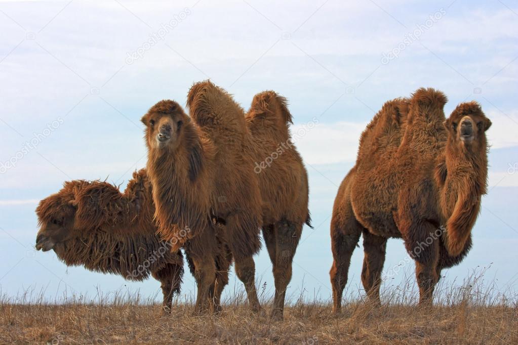 Bactrian camels (Camelus bactrianus) Stock Photo by ©Yakov_Oskanov 39146439
