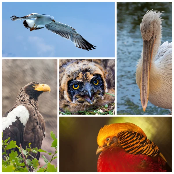Imágenes: colash de animales | collage de aves — Foto de stock ...