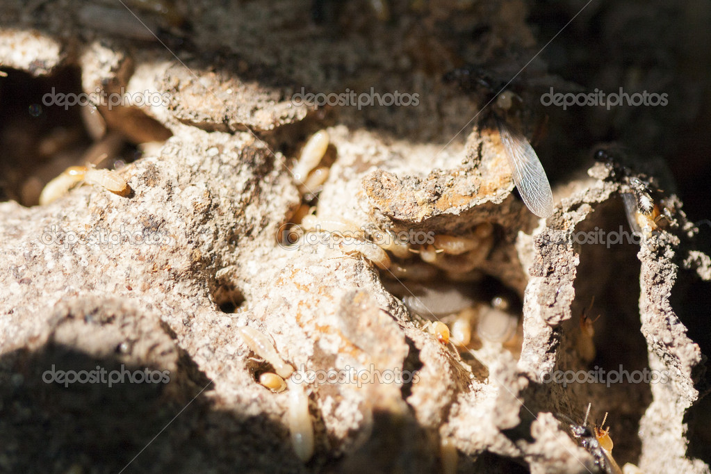 Termites on decomposing wood — Stock Photo © ileana_bt #43996419