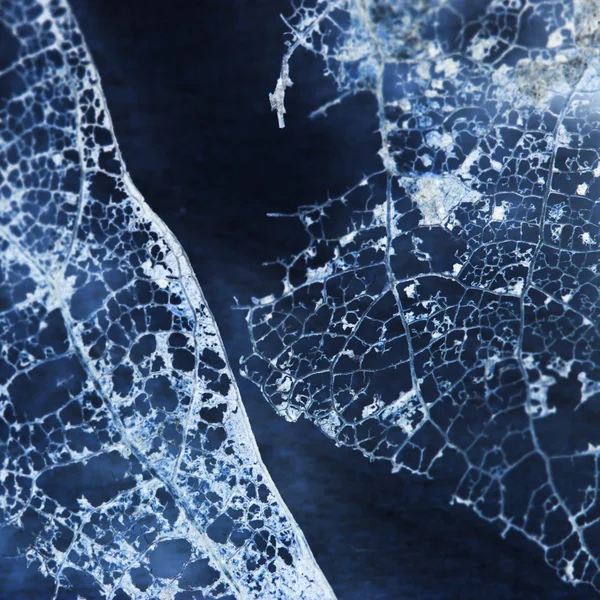 Blue filigree abstract - Stock Image - Everypixel