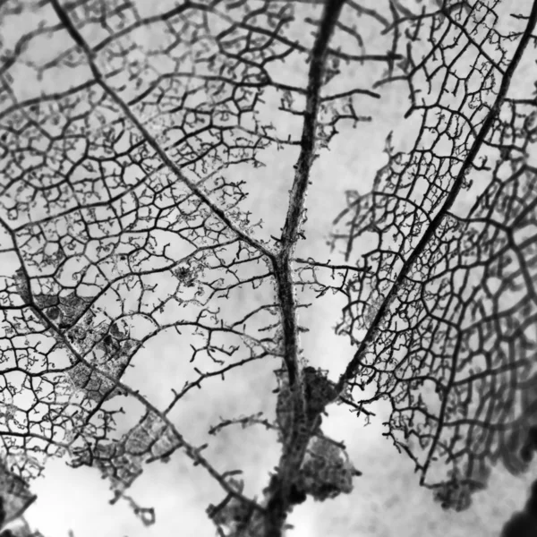 Filigree abstract - Stock Image - Everypixel