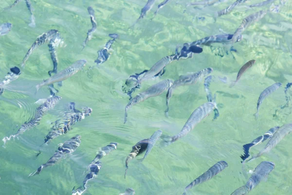 Fish swimming at the surface of the sea for bread pieces from the ...