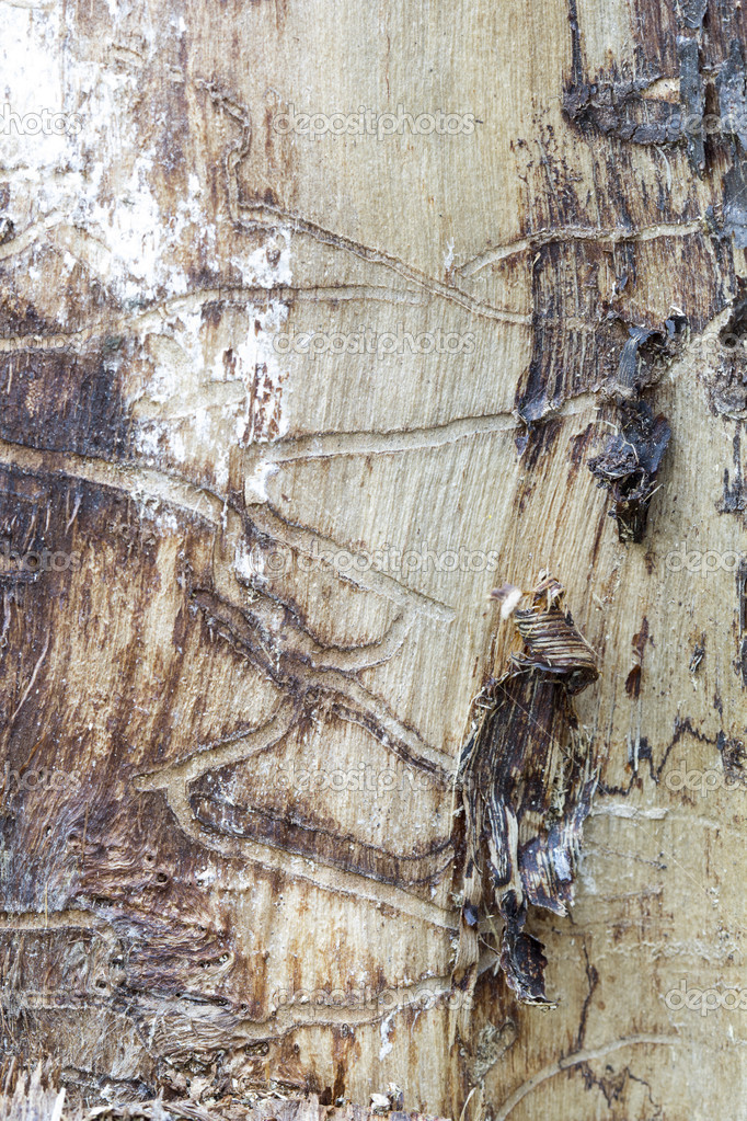 Tree eaten by wood worms with worm traces — Stock Photo © ileana_bt ...