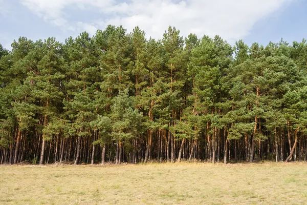 Tree line background Stock Photos, Royalty Free Tree line background ...