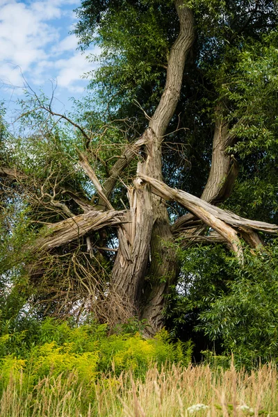 Tree after lightning strikes Stock Photo by ©spcreative 36980823 Tree after lightning strikes Stock Photo by ©spcreative 36980823
