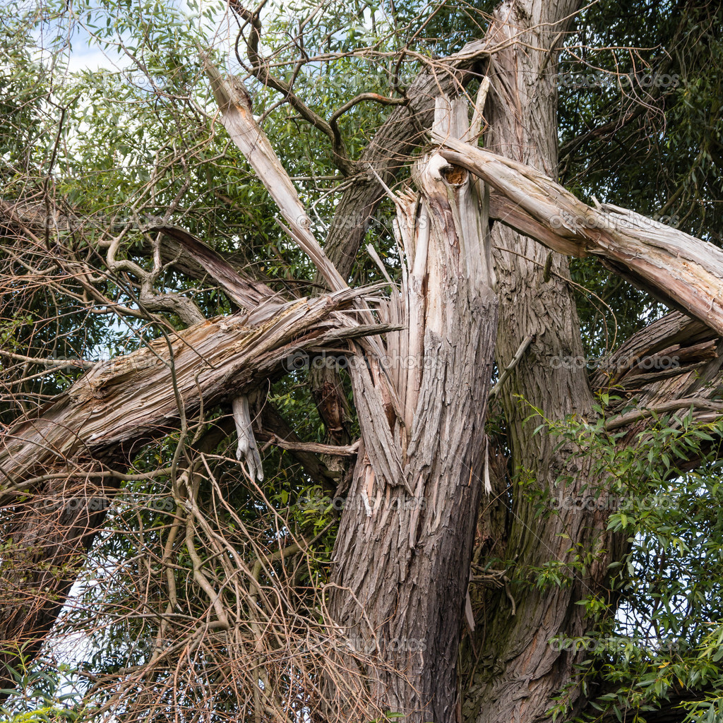 Tree after lightning strikes Stock Photo by ©spcreative 36980823
