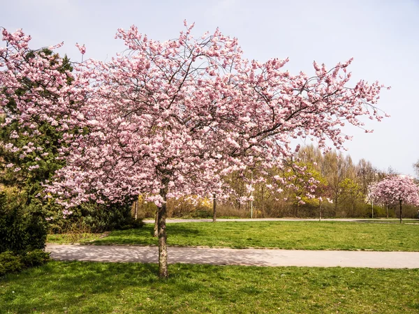 Japanese cherry tree Stock Photo by ©spcreative 37238539