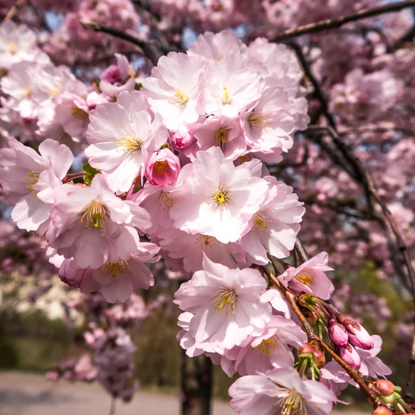 Japanese cherry tree Stock Photo by ©spcreative 37238539