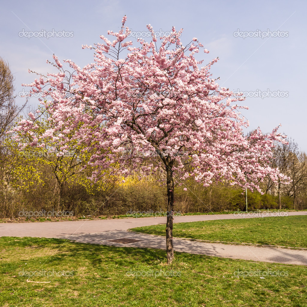 Japanese cherry tree Stock Photo by ©spcreative 37238539