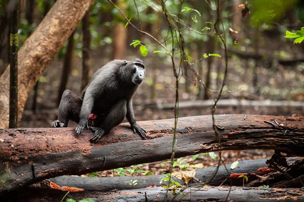 El macaco negro crestado está sentado en la rama del árbol en la selva ...