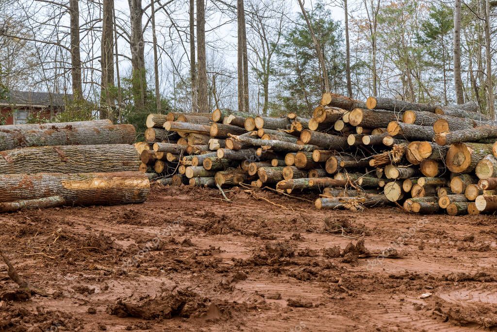 Preparaci n de troncos de tierra del bosque despu s de la limpieza de una plantaci n en el sitio ...