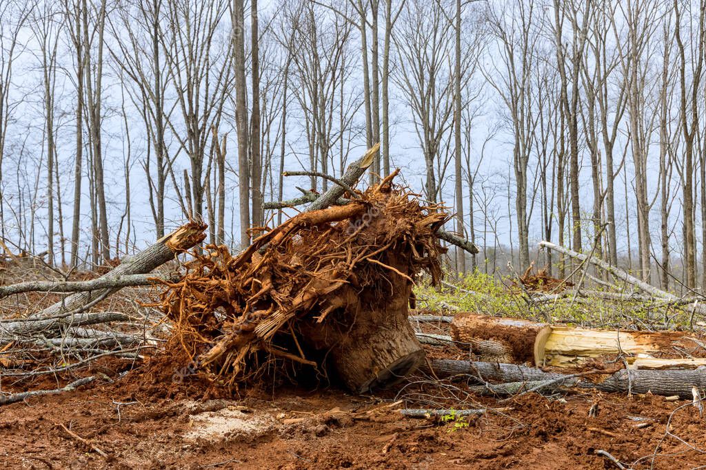 Raíces del tocón de los pies de los árboles que fueron talados el ...