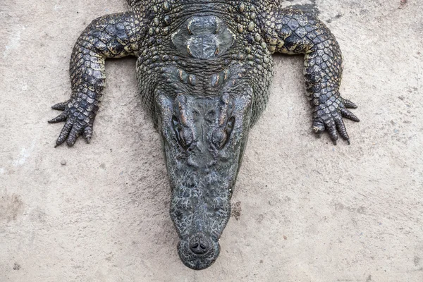 Kaba Stock Photos, Royalty Free Kaba Images | Depositphotos