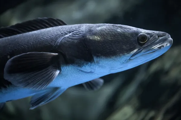 Snakehead fish Pictures, Snakehead fish Stock Photos & Images ...