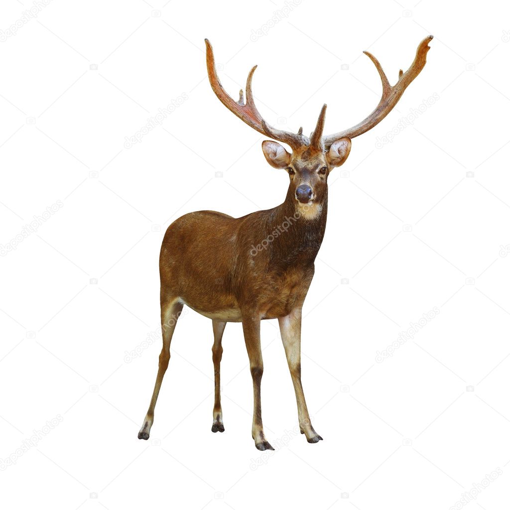 Deer Rusa. — Stock Photo © tongdang #36831055