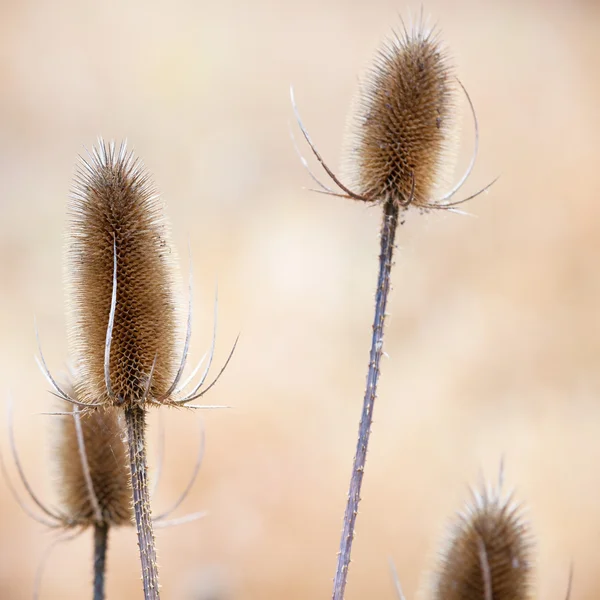 Teasel family Stock Photos, Royalty Free Teasel family Images ...