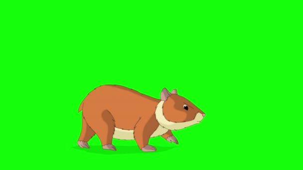 Red Hamster Walks Handmade Animated Footage Isolated Green Screen ...