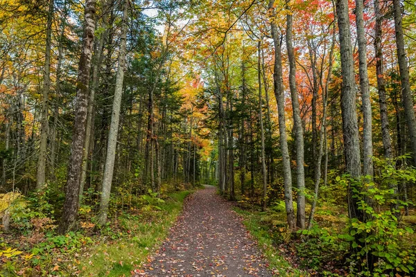 Autumn Season in Canada, Fall Colors in Canada, Forest Fall Colors ...