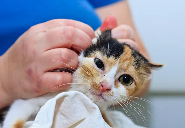Taking care of a two months old kitten - Stock Image - Everypixel