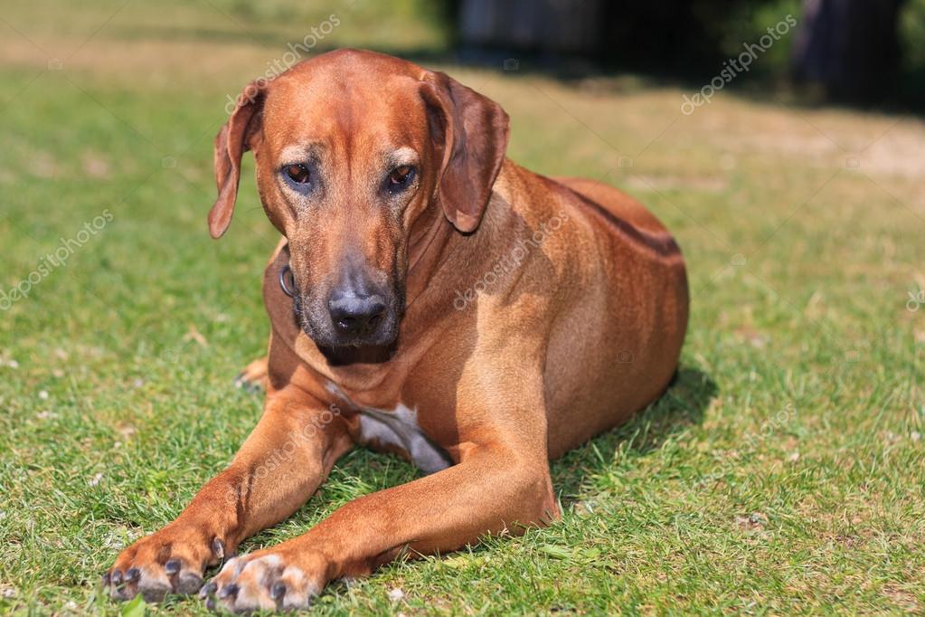 Rhodesian Ridgeback female dog on the grass Stock Photo by ©erikzunec ...