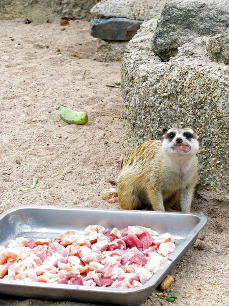 meerkat is eating meat - Stock Image - Everypixel