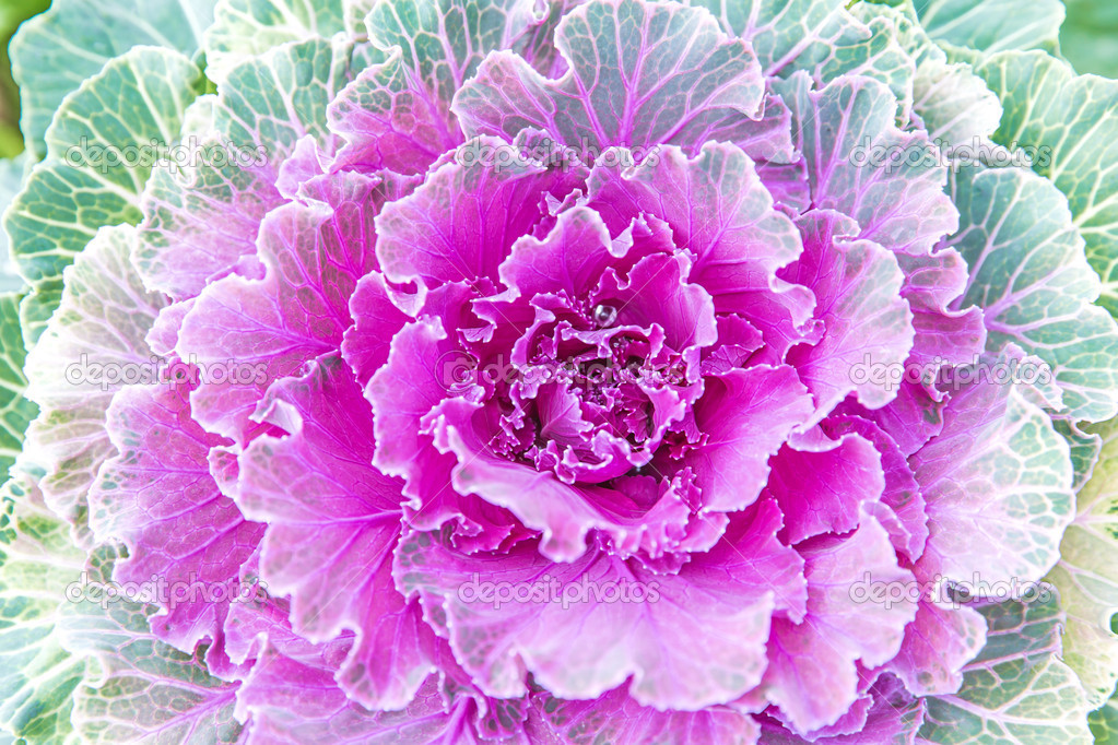 Repollo morado decorativo — Fotos de Stock © dourleak #41608659