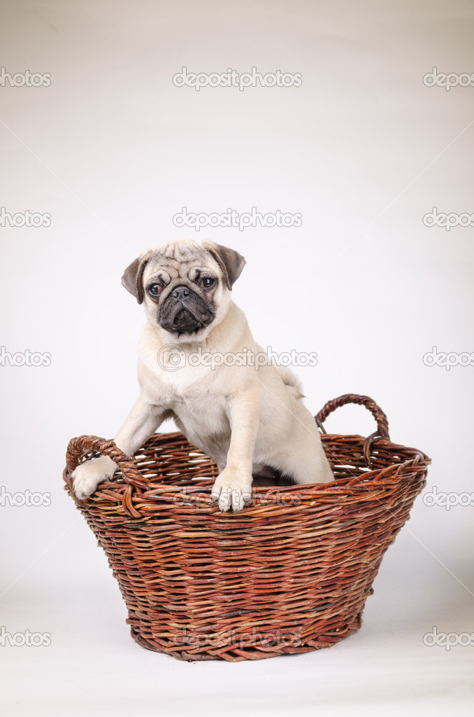 Fawn pug standing in the basket — Stock Photo © bernardbodo #44549075