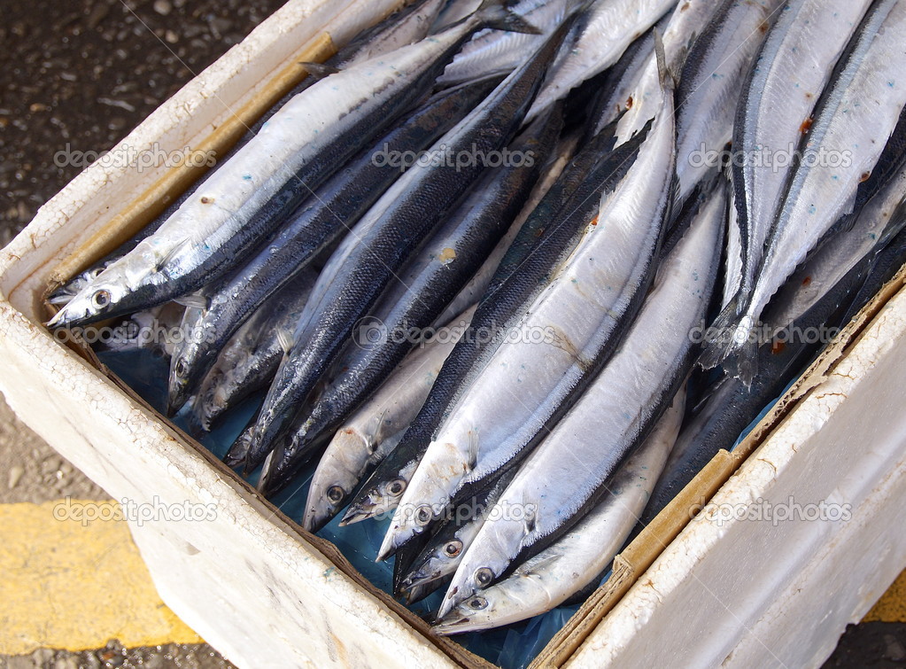 Pacific saury Stock Photo by ©david734244 48790511