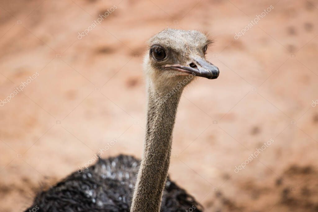 El avestruz o avestruz común (Struthio camelus) es una o dos especies ...