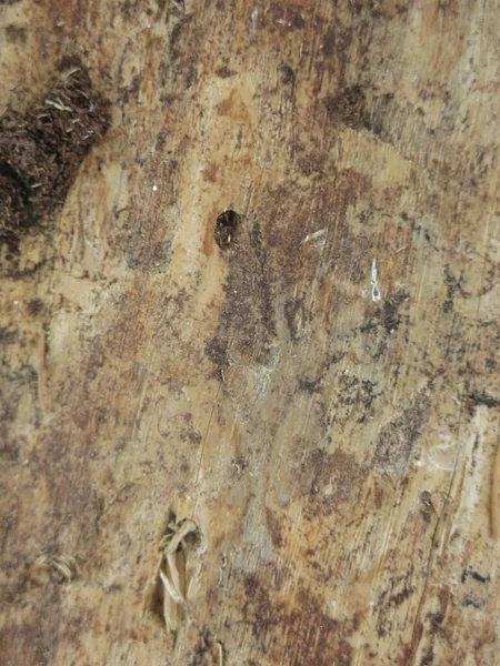 Hueso del antebrazo Stock Photos, Royalty Free Hueso del antebrazo ...