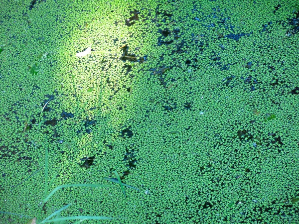 3,488,738 imágenes de Picture of biofilm of bacteria stick at the pond ...