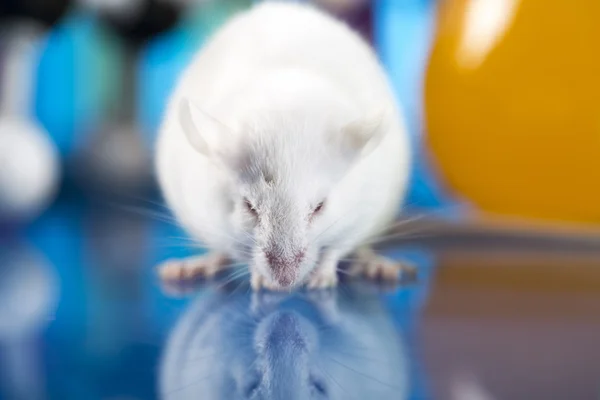 Laboratory mice Stock Photos, Royalty Free Laboratory mice Images ...