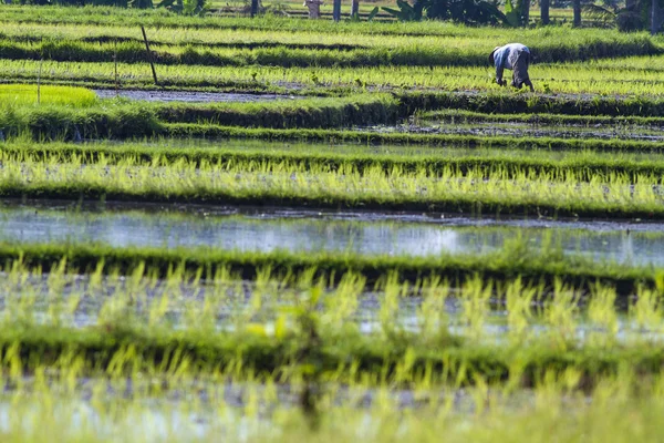 Rice field farmer Stock Photos, Royalty Free Rice field farmer Images ...