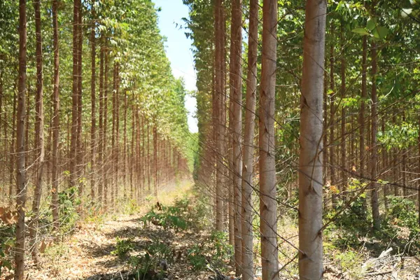Eucalyptus production Stock Photos, Royalty Free Eucalyptus production ...