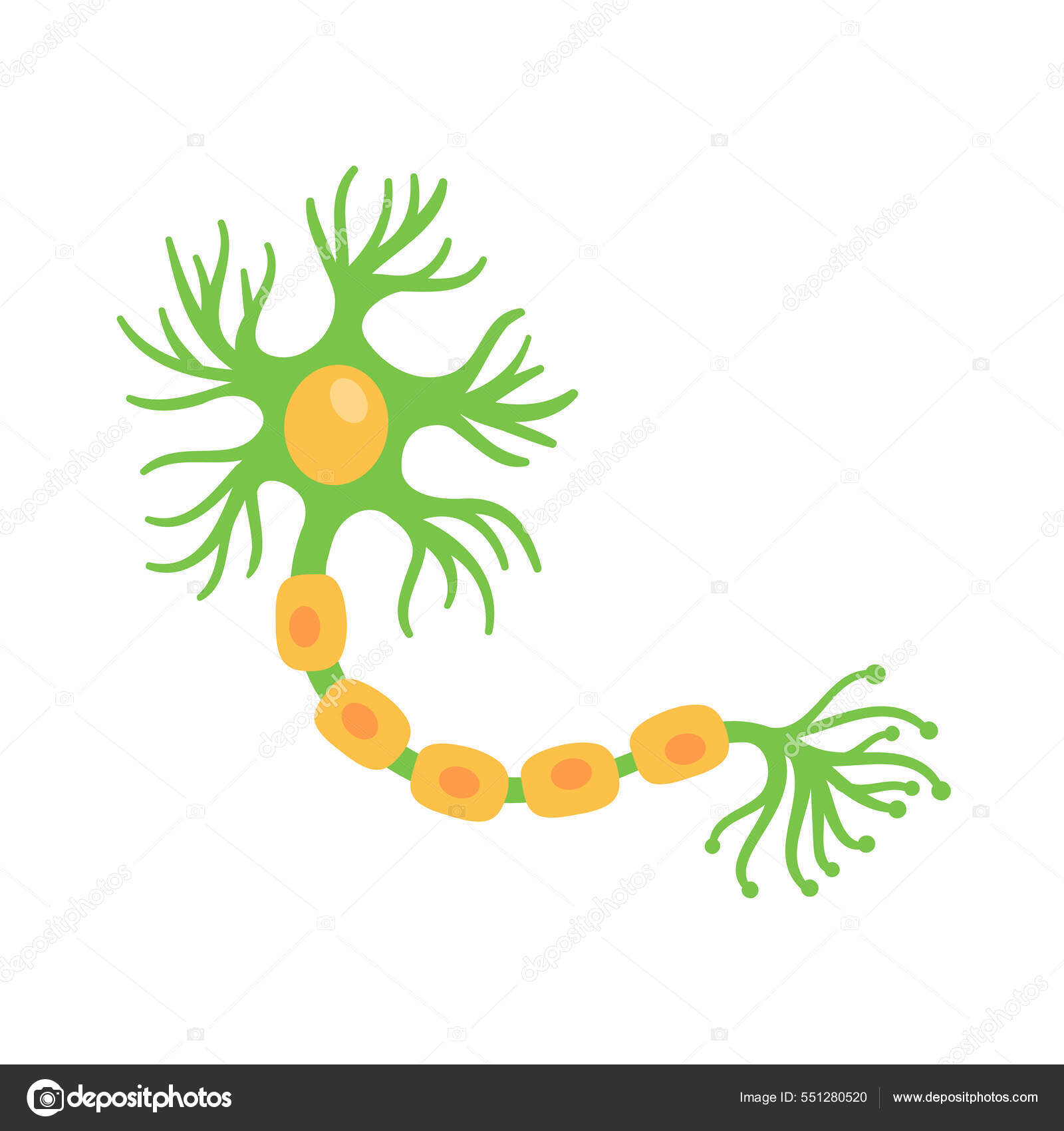 Modelo Neurona Sensorial Humana Para Estudios Biología vector, gráfico ...