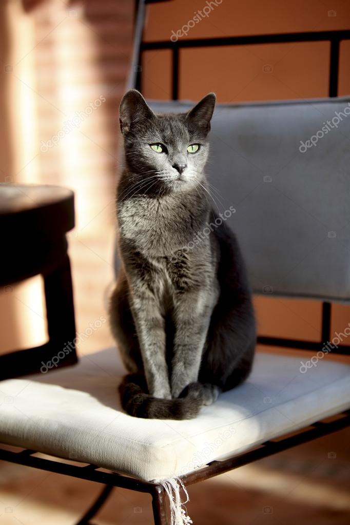 Grey cat Stock Photo by ©kb-photodesign 40007411