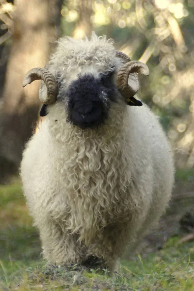 Ram sheep Stock Photos, Royalty Free Ram sheep Images | Depositphotos