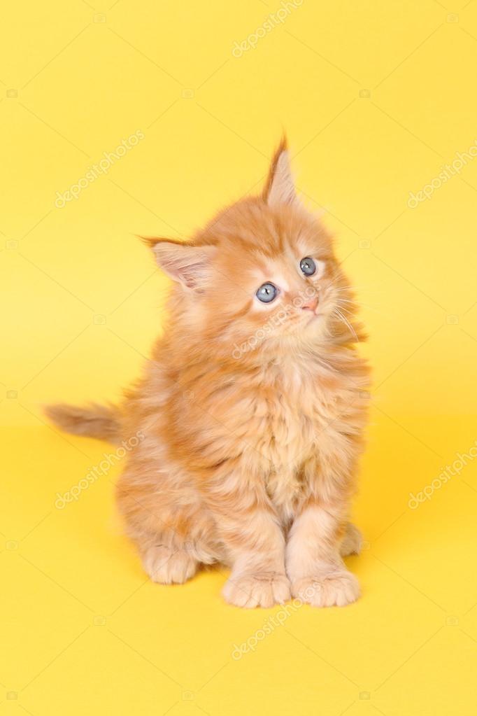 Norwegian Forest Cat Kitten Yellow
