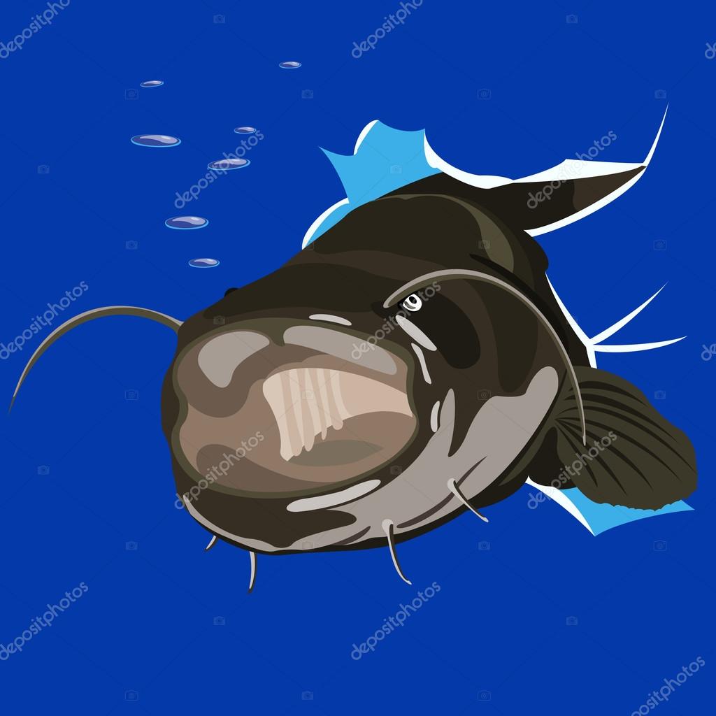 Catfish Stock Vector Image by ©gorbovoi81 #36925135