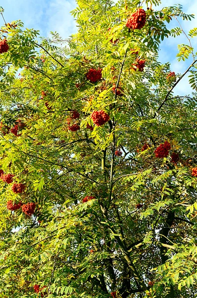 Sorbus aucuparia Stock Photos, Royalty Free Sorbus aucuparia Images ...