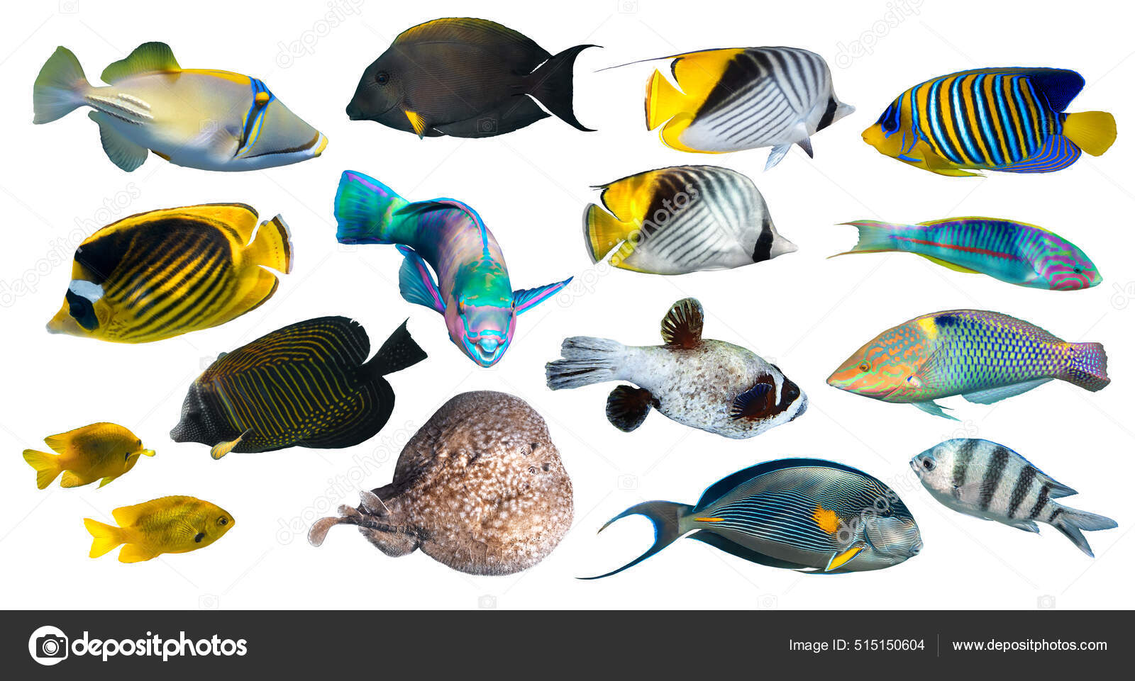 Diferentes Tipos Peces Tropicales Butterflyfish Parrotfish Stingray ...