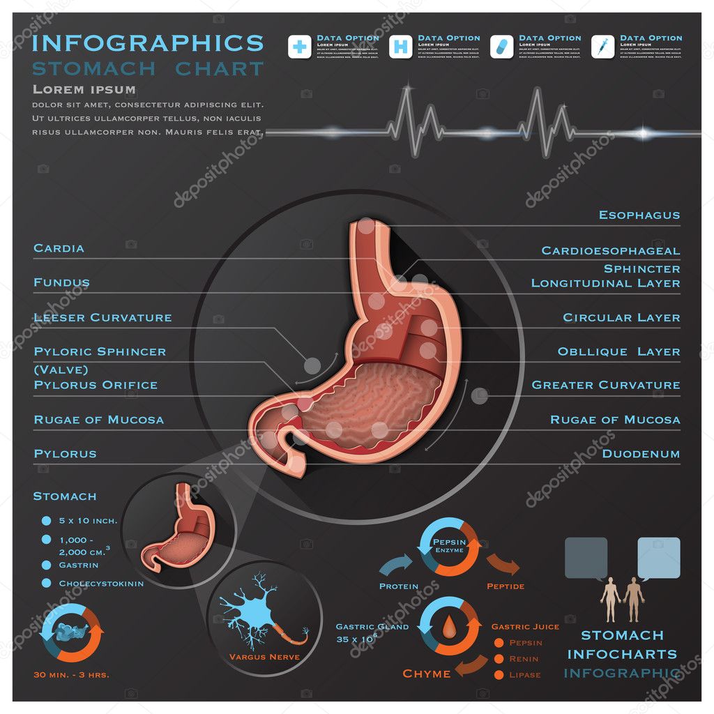 Sistema de anatomía del estómago y del tracto digestivo Infografía ...