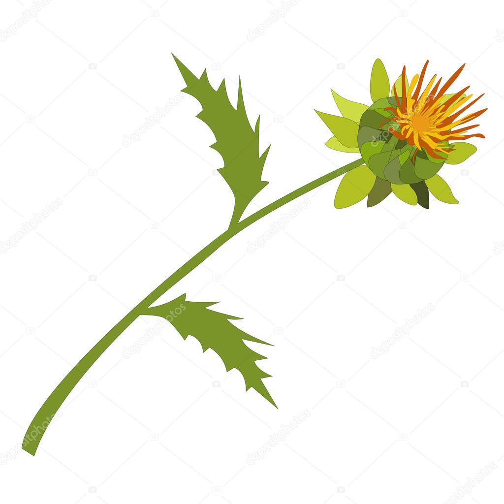 cártamo, Carthamus tinctorius, una planta oleaginosa. ilustración a ...