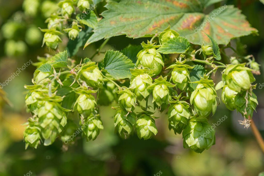 Primer plano de las flores de lúpulo común (humulus lupulus) 2024