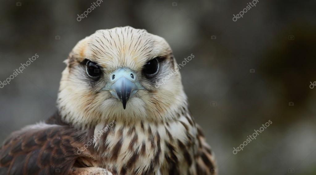 Birds of prey-Saker. — Stock Photo © spyro126 #37660359