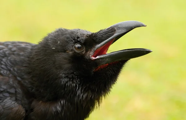 Crow screaming Stock Photos, Royalty Free Crow screaming Images ...