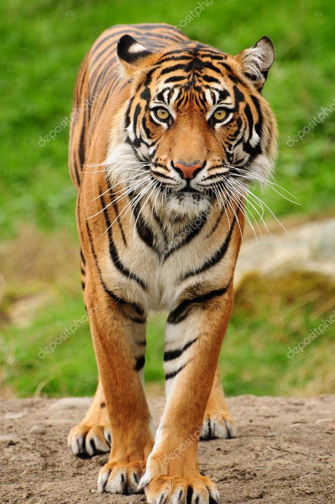Bengal Tiger — Stock Photo © neelsky #37290043