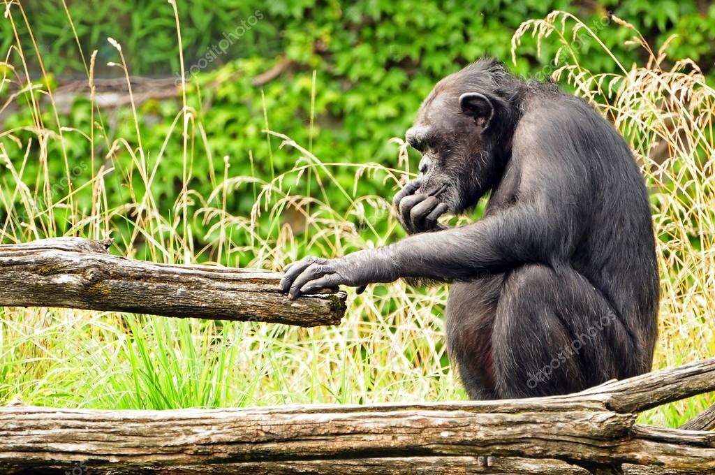 West African Chimpanzee Stock Photo by ©neelsky 37613501